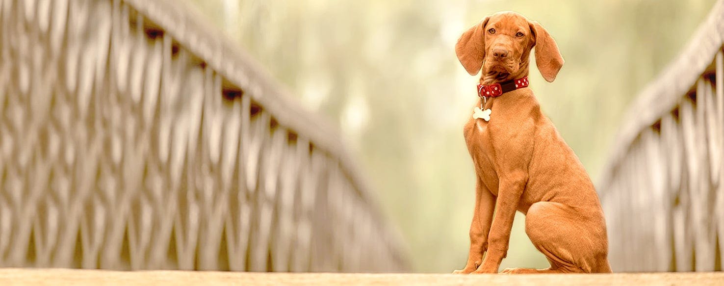 Hungary Dog Names | Popular Male and Female Names | Wag! Hungary Dog Names | Popular Male and Female Names | Wag!